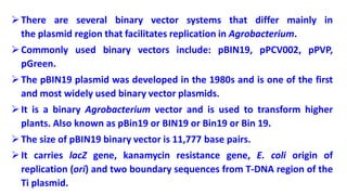 Binary_and_Shuttle_Vectors__1_.pdf
