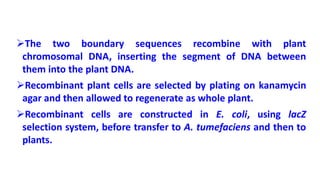 Binary_and_Shuttle_Vectors__1_.pdf