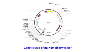 Binary_and_Shuttle_Vectors__1_.pdf