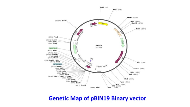 Binary_and_Shuttle_Vectors__1_.pdf