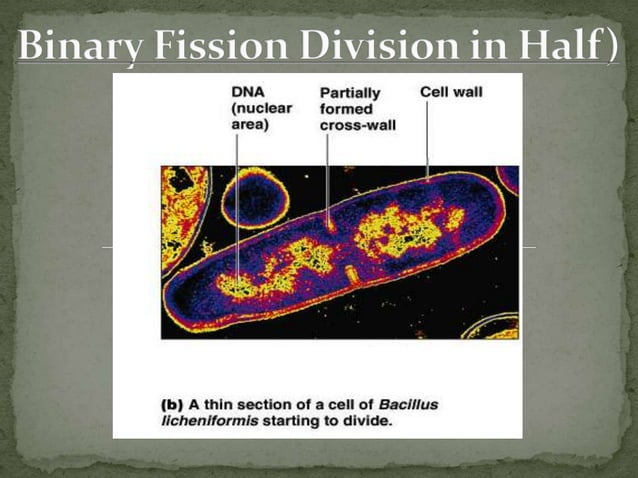 Binary fission | PPTX