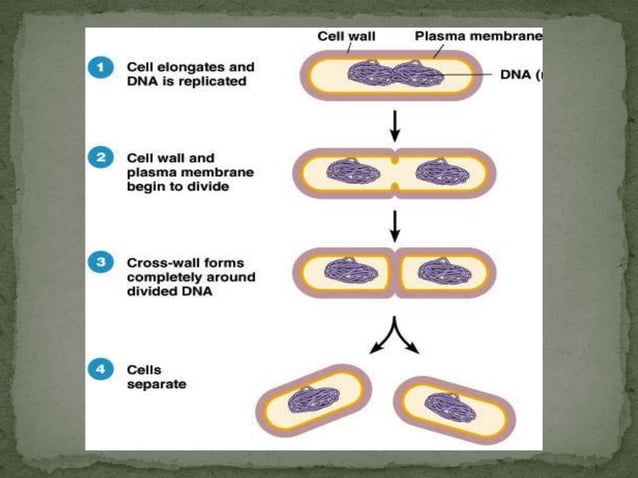 Binary fission | PPTX