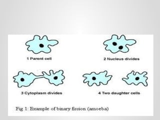Binary fission in amoeba | PPT