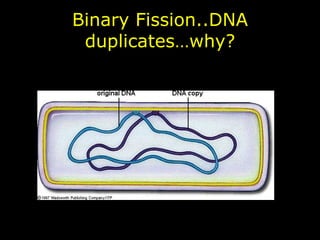 Binary fission notes | PPTX
