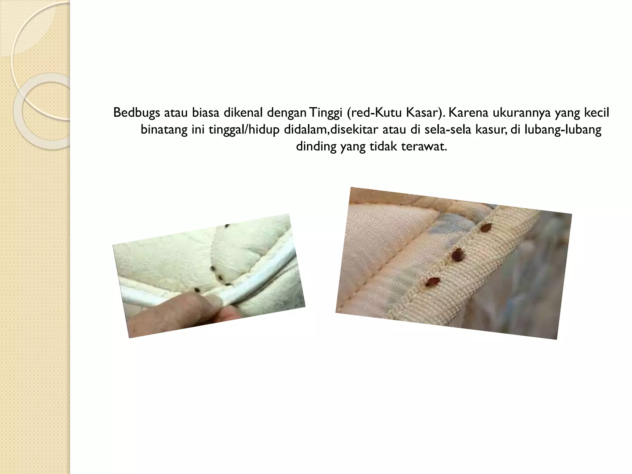 Binatang tinggi | PPTX