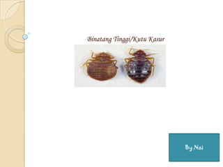 Binatang tinggi | PPTX