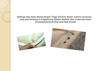 Binatang tinggi | PPTX