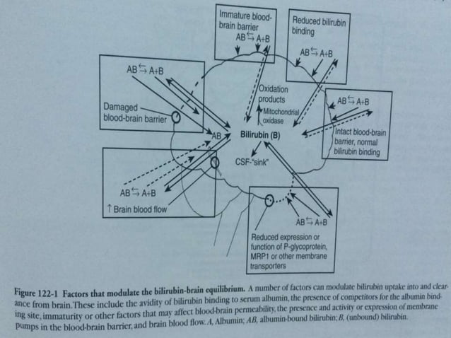 Kernicterus/BIND-pathogenesis | PPTX