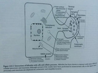 Kernicterus/BIND-pathogenesis | PPTX