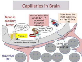 Kernicterus/BIND-pathogenesis | PPTX