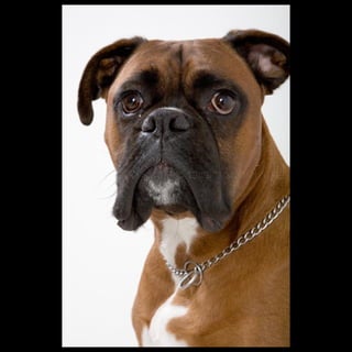 General Images | PDF