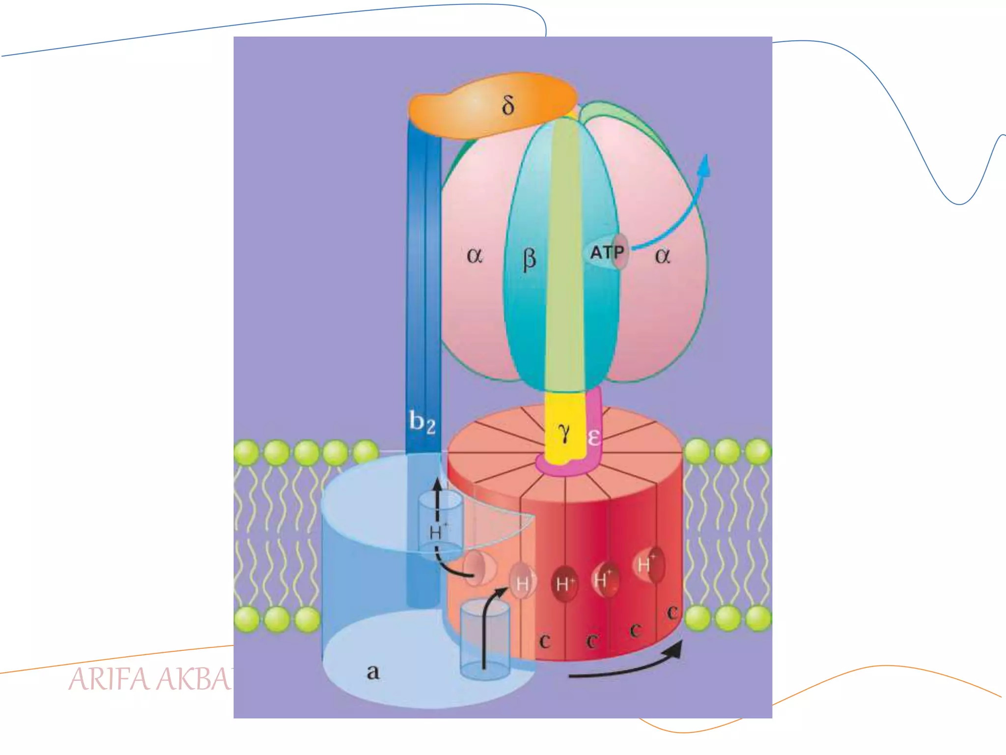 Binding change mechanism of ATP SYNTHASE | PPTX