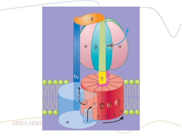 Binding change mechanism of ATP SYNTHASE | PPTX