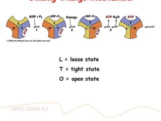 Binding change mechanism of ATP SYNTHASE | PPTX