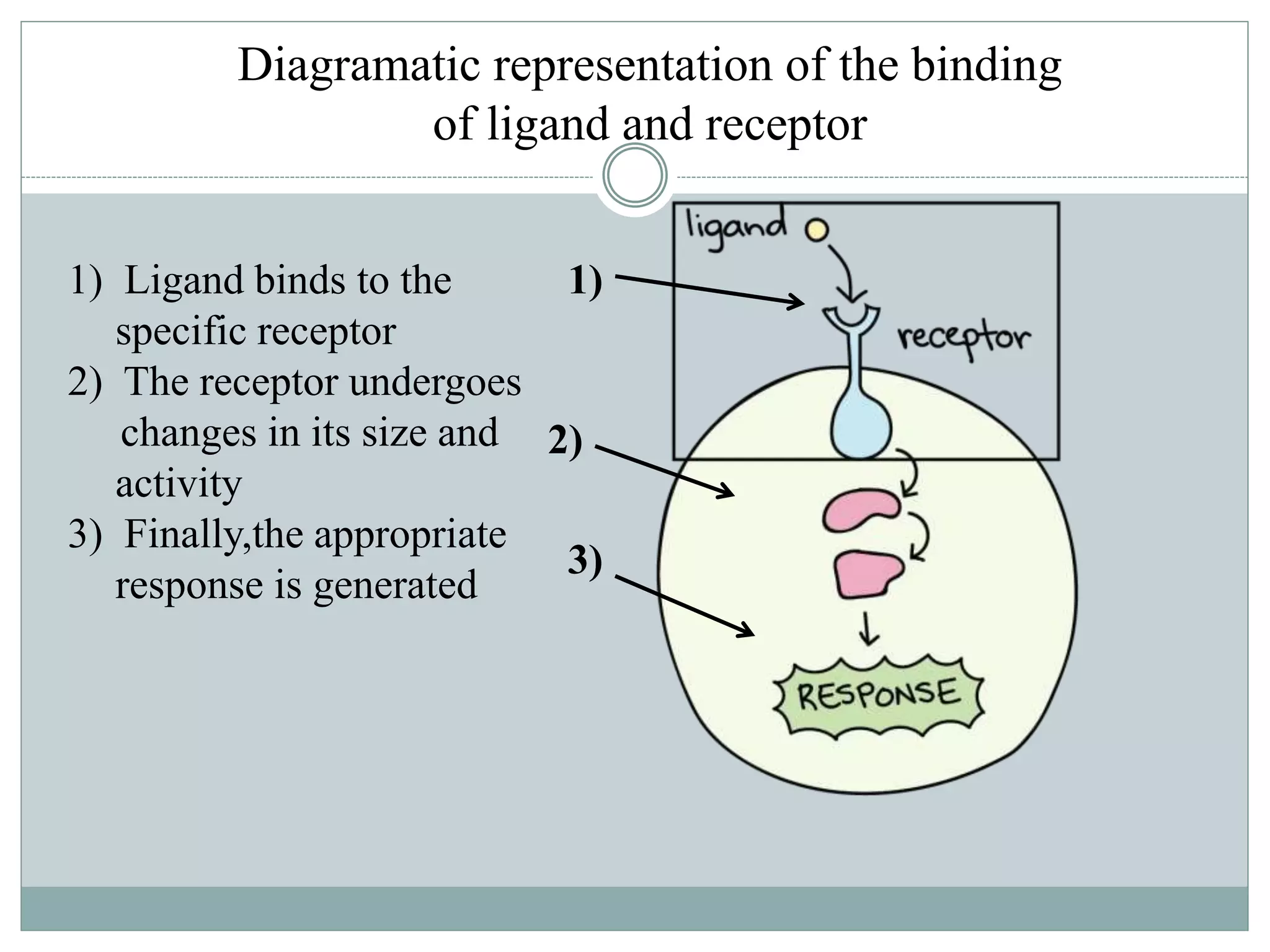 Binding of ligand and receptors 1 | PPTX | Chemistry | Science