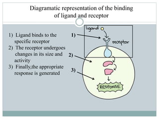 Binding of ligand and receptors 1 | PPTX