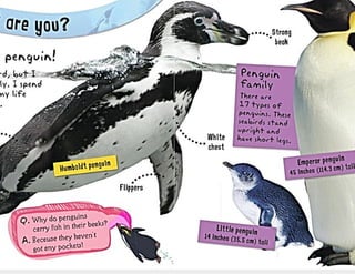 1st Grade Nonfiction Text Features | PDF