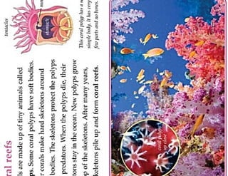 1st Grade Nonfiction Text Features | PDF