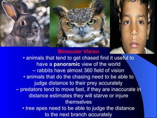 Basics of BINOCULAR SINGLE VISION.ppt