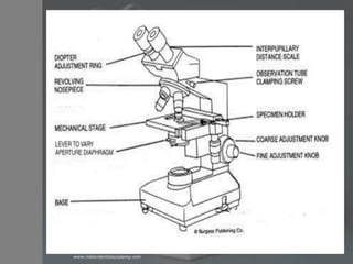 Binocular Microscope Diagram