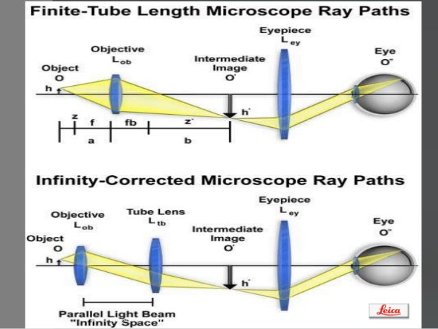 Binoculars microscope /prosthodontic courses