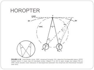 Binocular vision | PPT