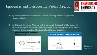 Binocular Vision.pptx