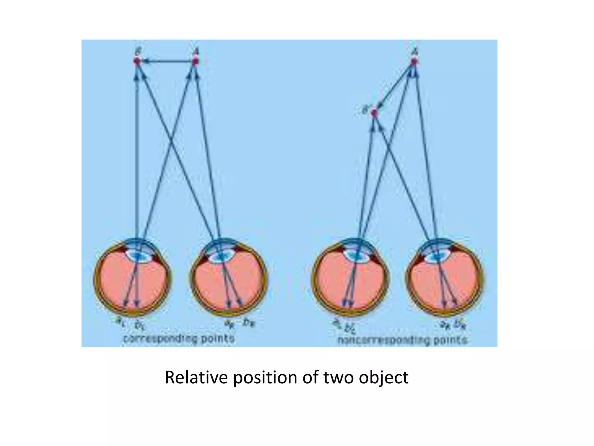 Binocular vision and stereopsis | PPTX