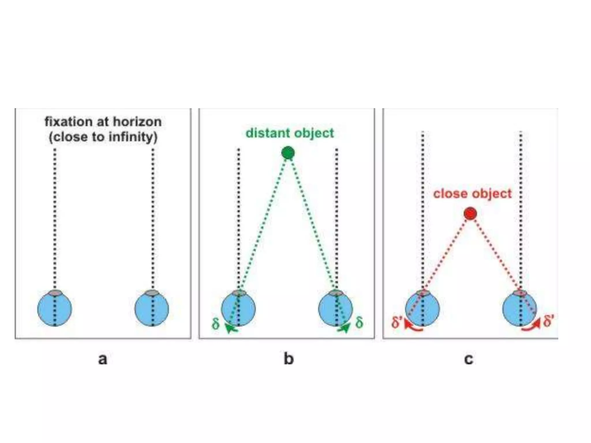 Binocular vision and stereopsis | PPTX