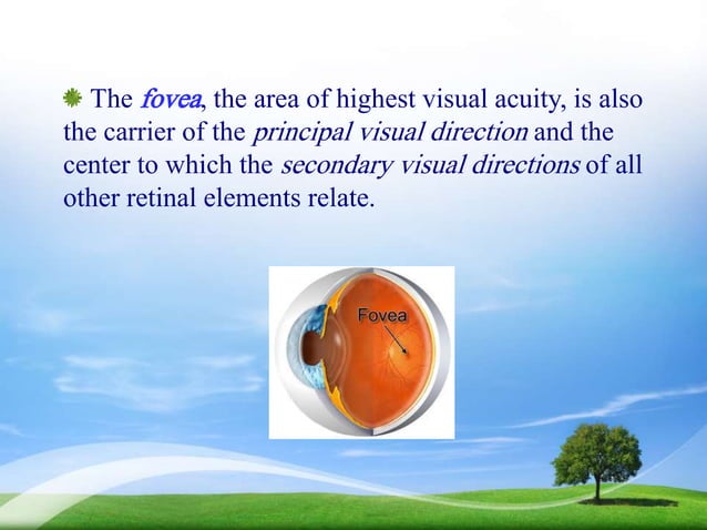 Binocular vision and vision perception | PPTX