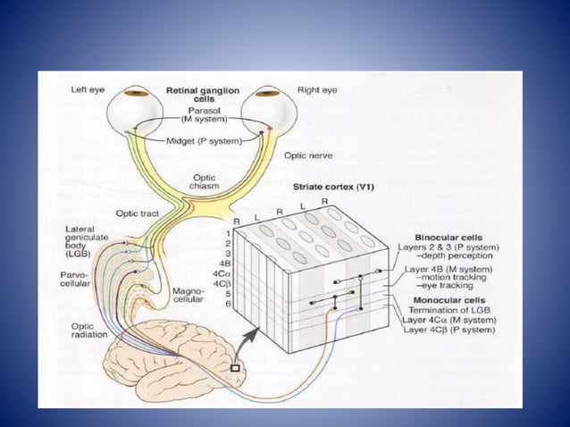 Binocular vision final | PPTX