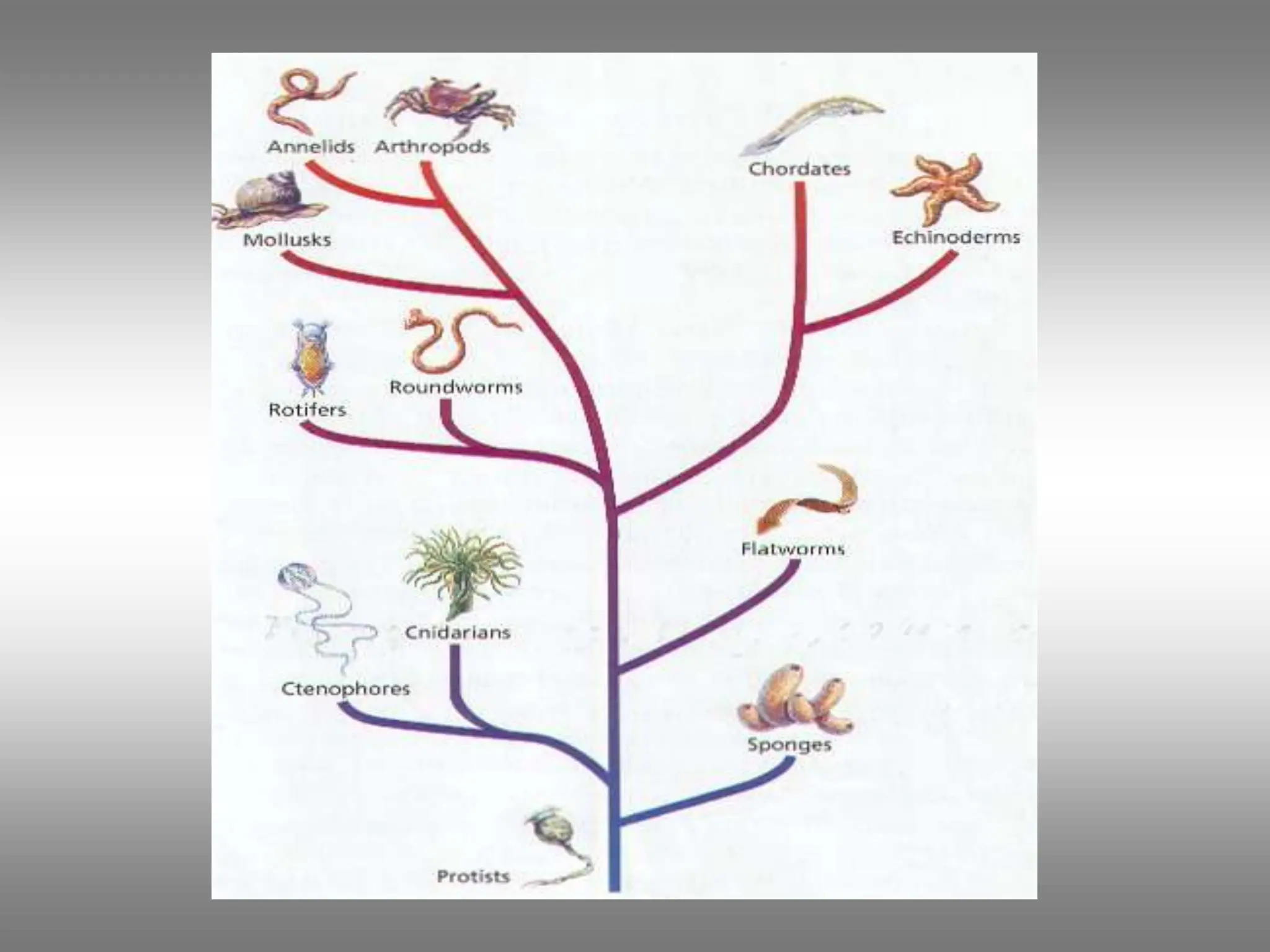 Binomial Classification of Animals and Taxonomy | PPT