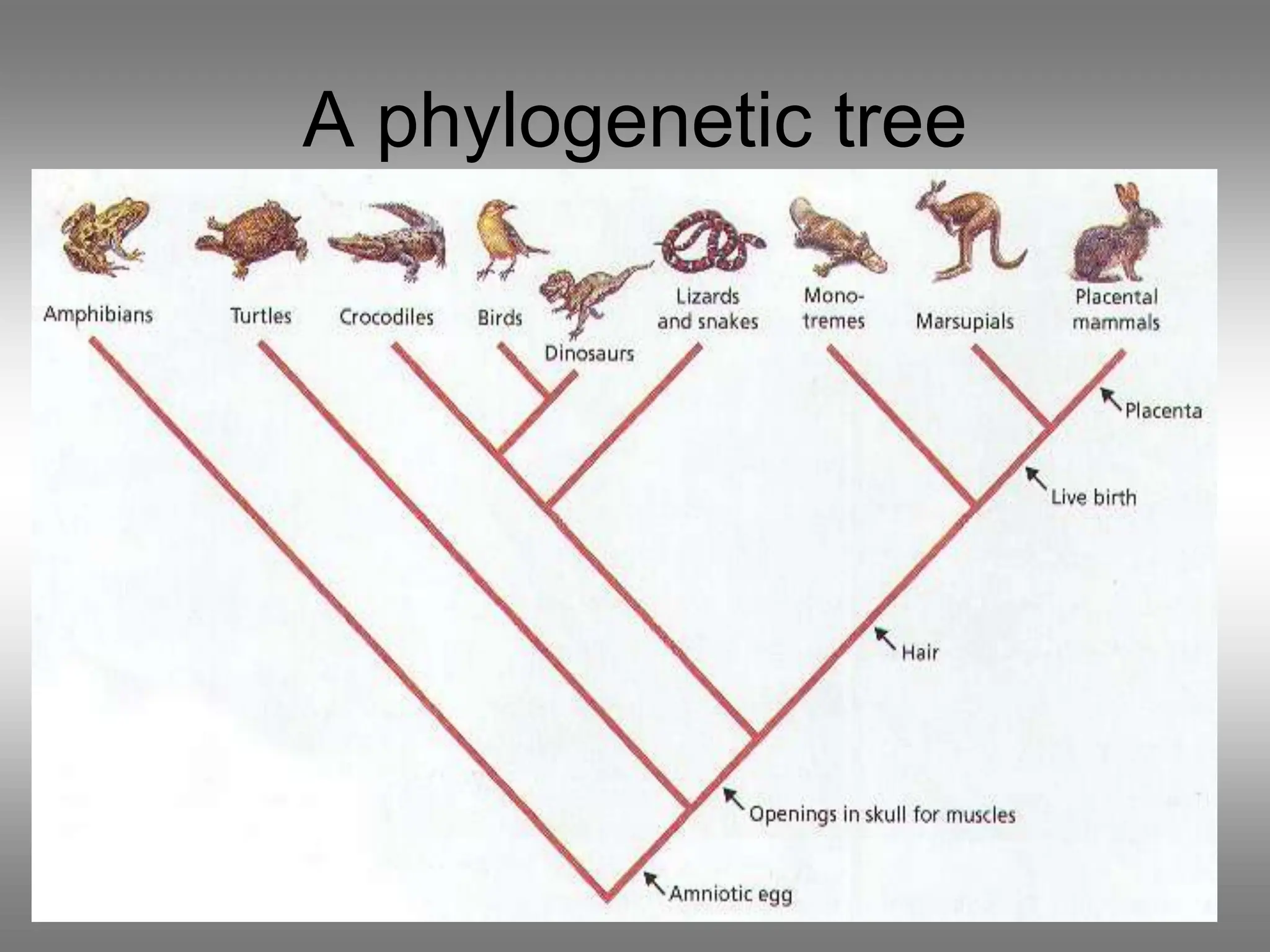 Binomial Classification of Animals and Taxonomy | PPT