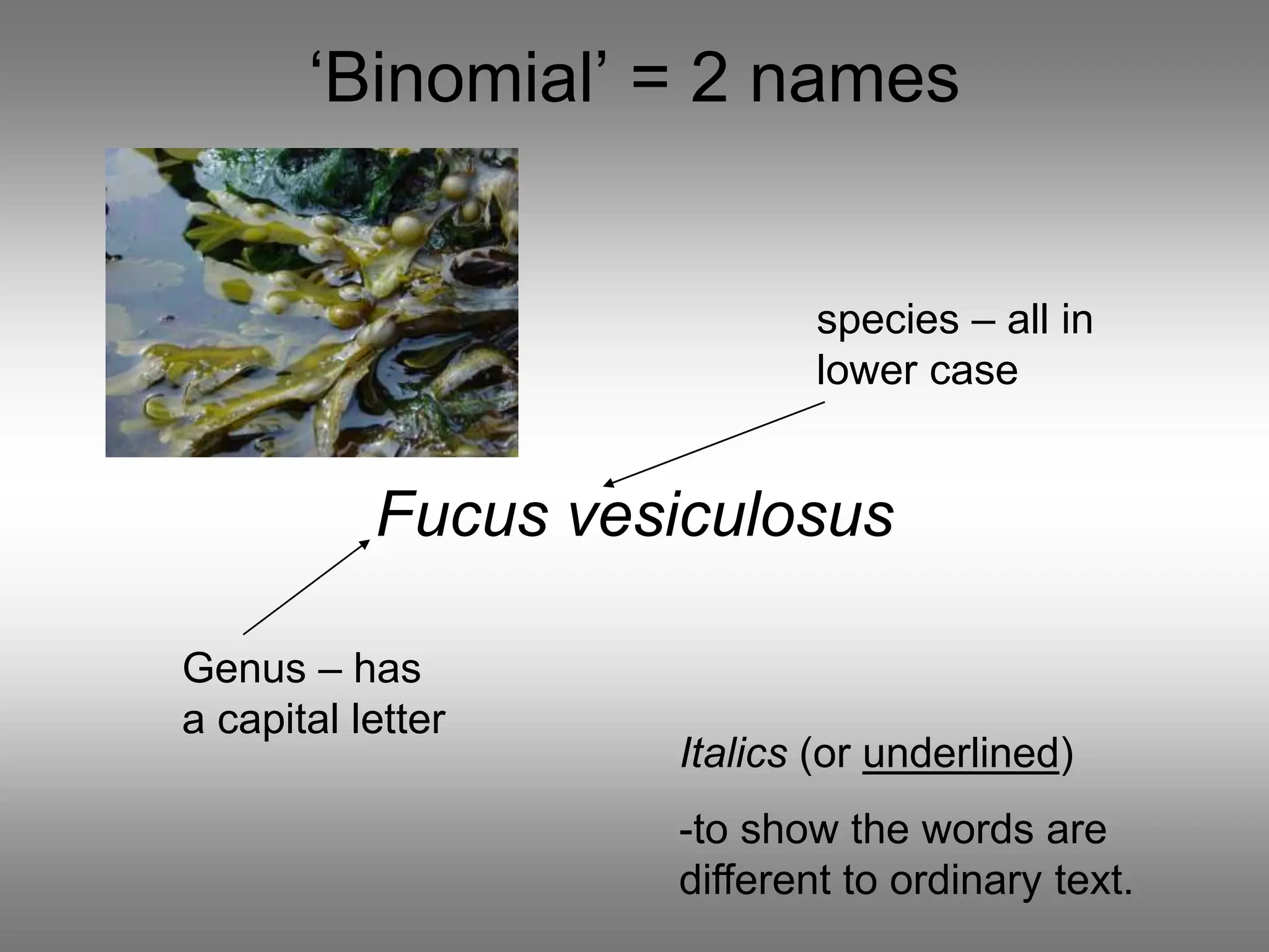 Binomial Classification of Animals and Taxonomy | PPT