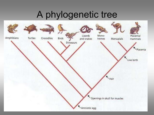 Binomial Classification of Animals and Taxonomy | PPT | Biological ...