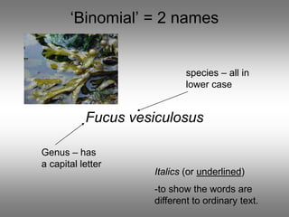 Binomial Classification of Animals and Taxonomy | PPT