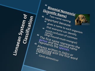 Binomial nomenclature | PPT