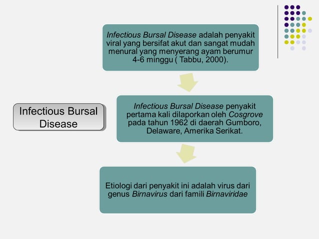 infectious bursal disease | PPT