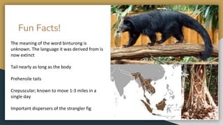 Binturongs | PPTX