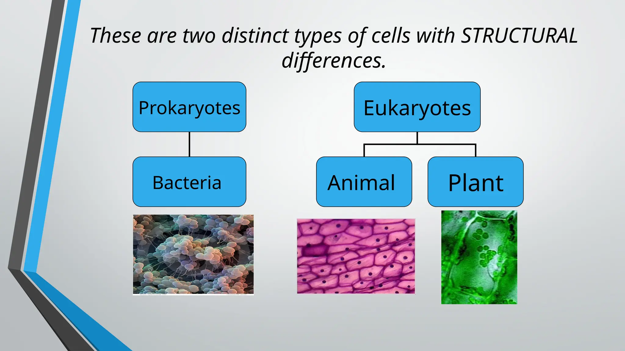 Eukaryotic Cells and Prokaryotic Cells - STEM | PPTX