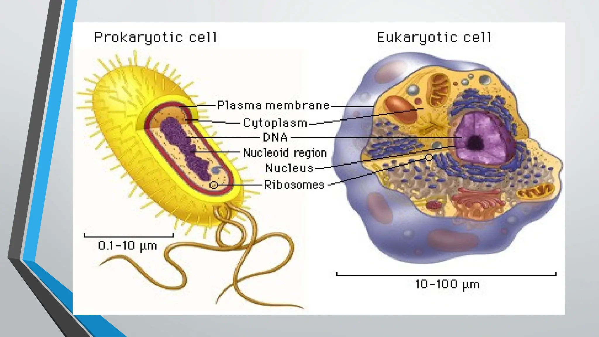 Eukaryotic Cells and Prokaryotic Cells - STEM | PPTX