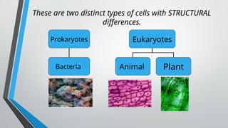 Eukaryotic Cells and Prokaryotic Cells - STEM | PPTX