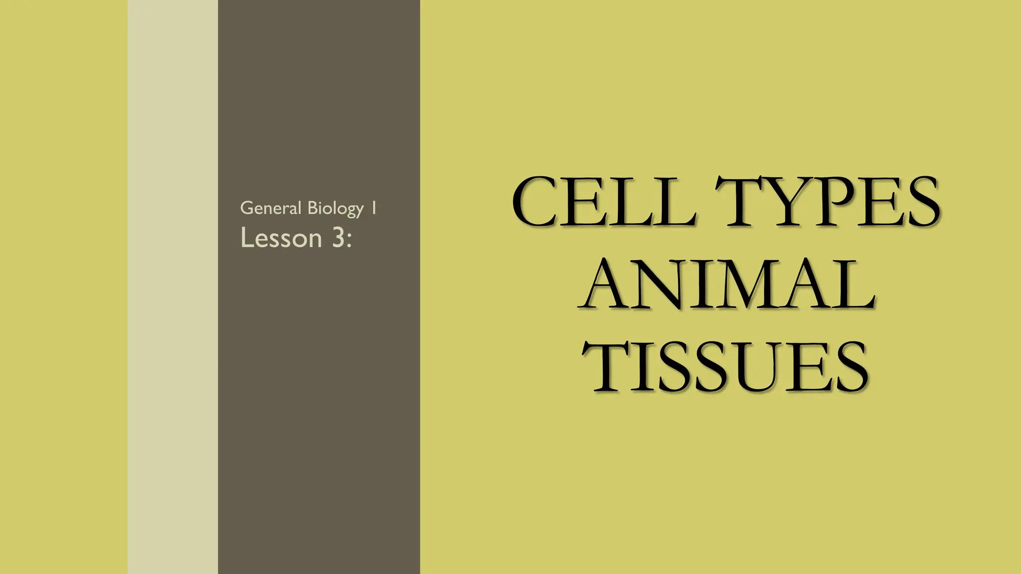 GRADE 11 GENERAL BIOLOGY LESSON 3: CELL TYPES ANIMAL TISSUES | PDF