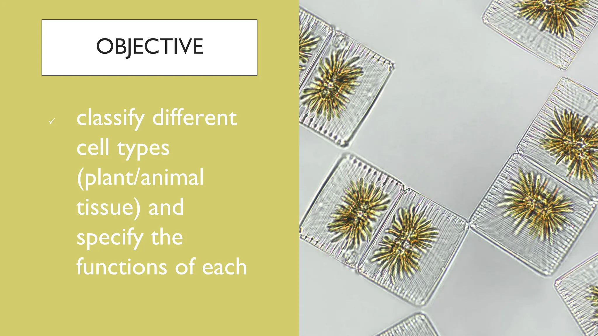 GRADE 11 GENERAL BIOLOGY LESSON 3: CELL TYPES ANIMAL TISSUES | PDF