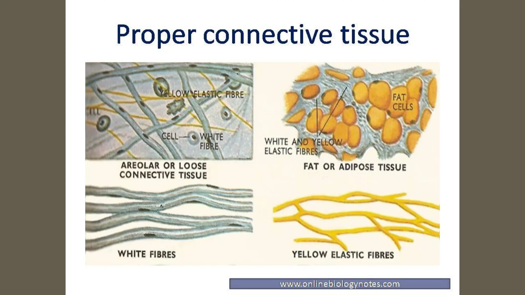 GRADE 11 GENERAL BIOLOGY LESSON 3: CELL TYPES ANIMAL TISSUES | PDF