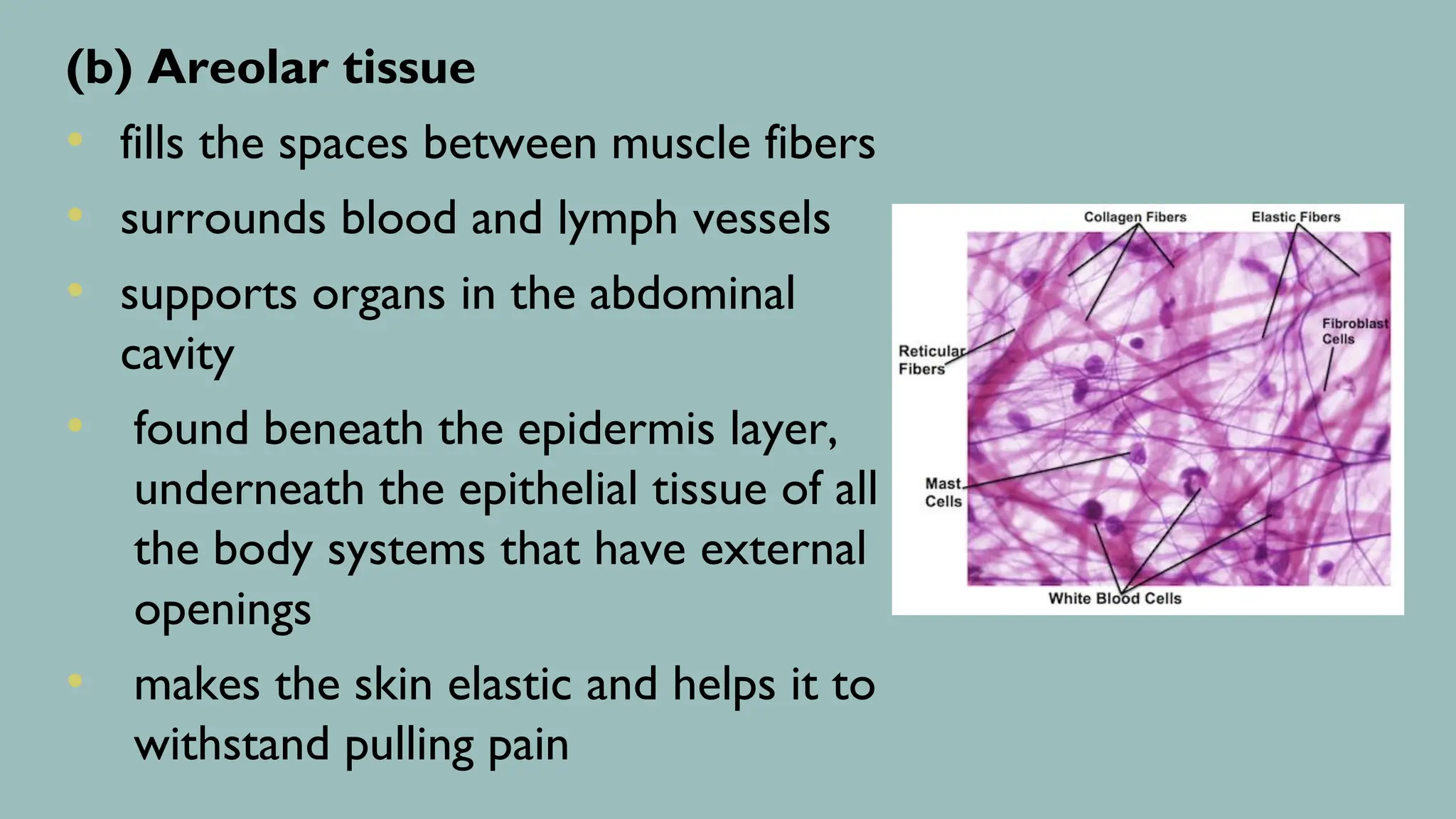 GRADE 11 GENERAL BIOLOGY LESSON 3: CELL TYPES ANIMAL TISSUES | PDF