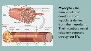 GRADE 11 GENERAL BIOLOGY LESSON 3: CELL TYPES ANIMAL TISSUES | PDF