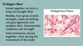 GRADE 11 GENERAL BIOLOGY LESSON 3: CELL TYPES ANIMAL TISSUES | PDF