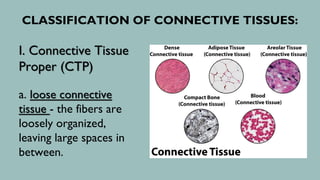 GRADE 11 GENERAL BIOLOGY LESSON 3: CELL TYPES ANIMAL TISSUES | PDF