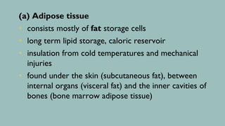 GRADE 11 GENERAL BIOLOGY LESSON 3: CELL TYPES ANIMAL TISSUES | PDF